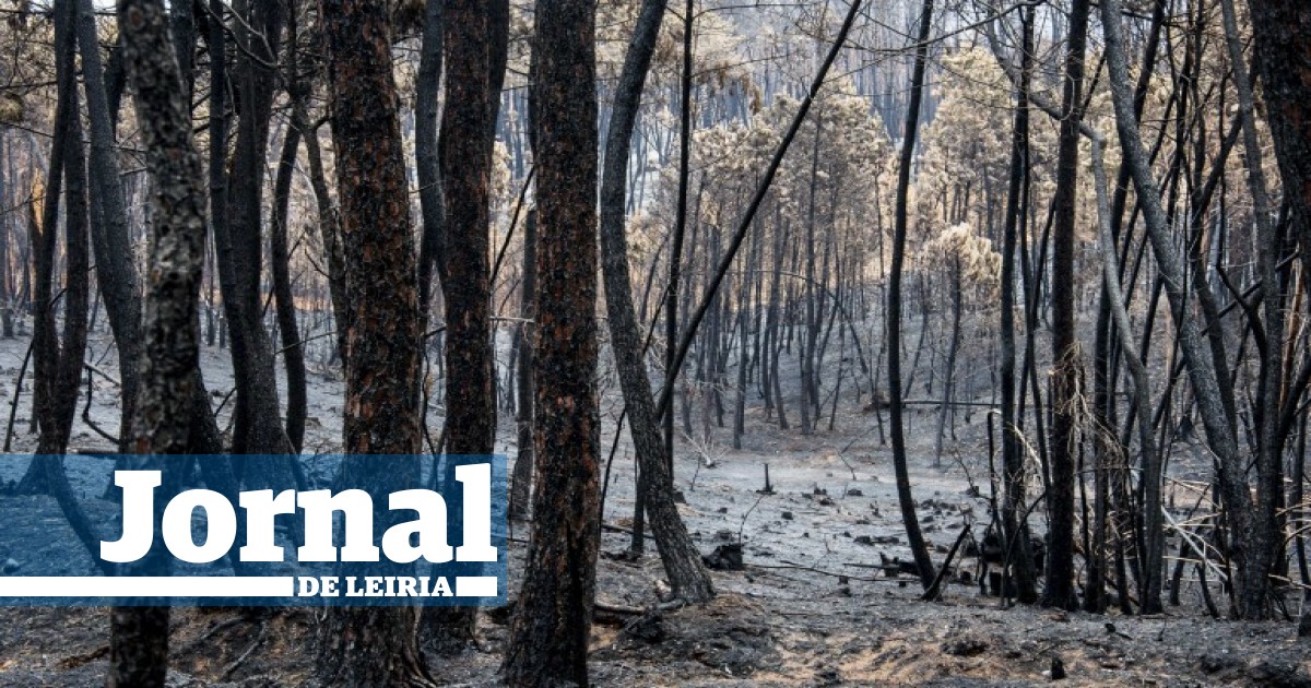 Jornal de Leiria - Filme de DiCaprio sobre incêndio em Pedrógão Grande ...