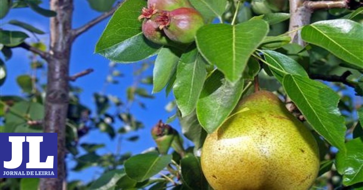 Jornal de Leiria - Colheita de pêra rocha diminuiu 13% para 107 mil ...