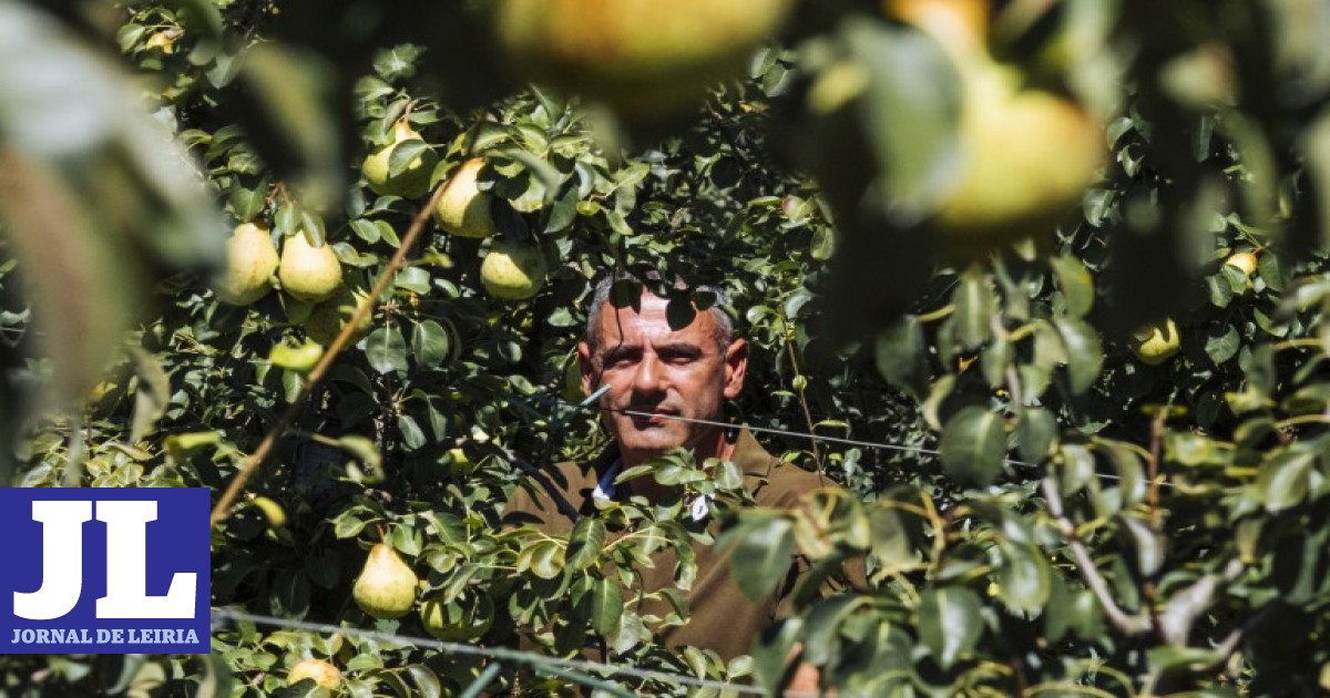 Jornal de Leiria - Frutos menores, mas mais doces impulsionam colheita ...